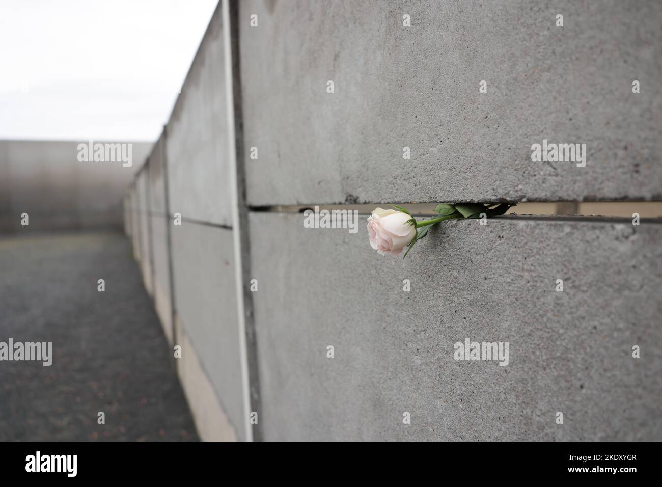 Berlin, Germany 09 November 2022, Berlin, Berlin/Potsdam: A rose is ...