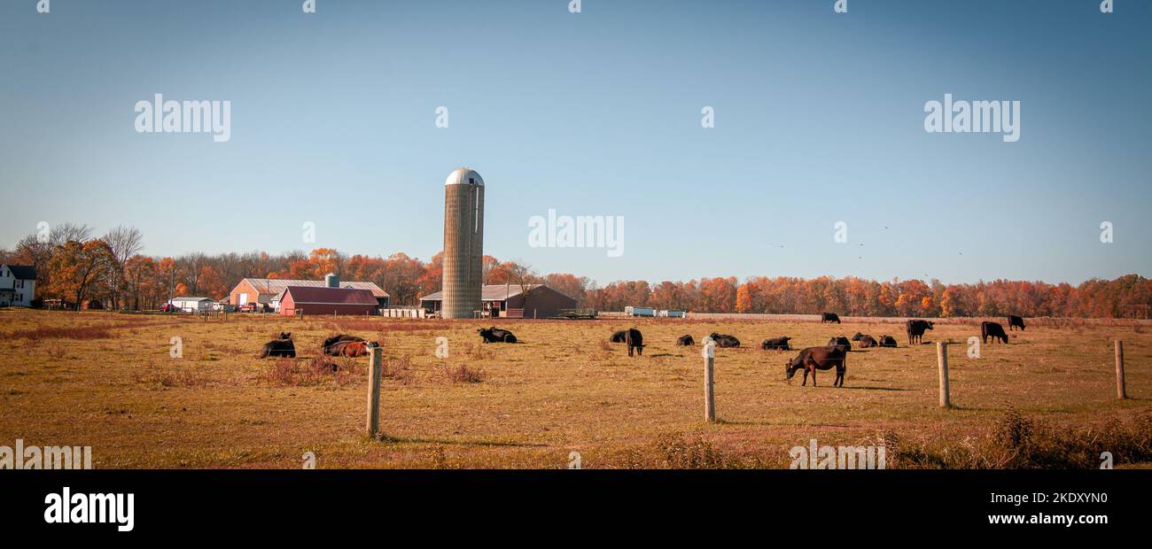 sunrise over a cattle farm in autumn Stock Photo - Alamy