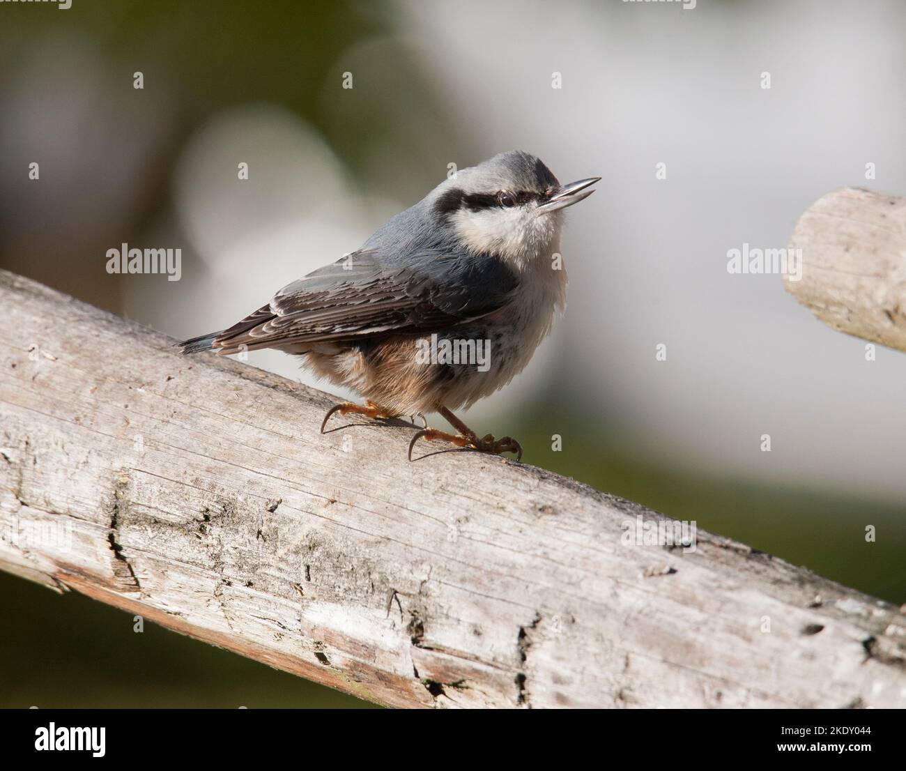 EURASIAN NUTHATCH Sitta Europaea Stock Photo - Alamy