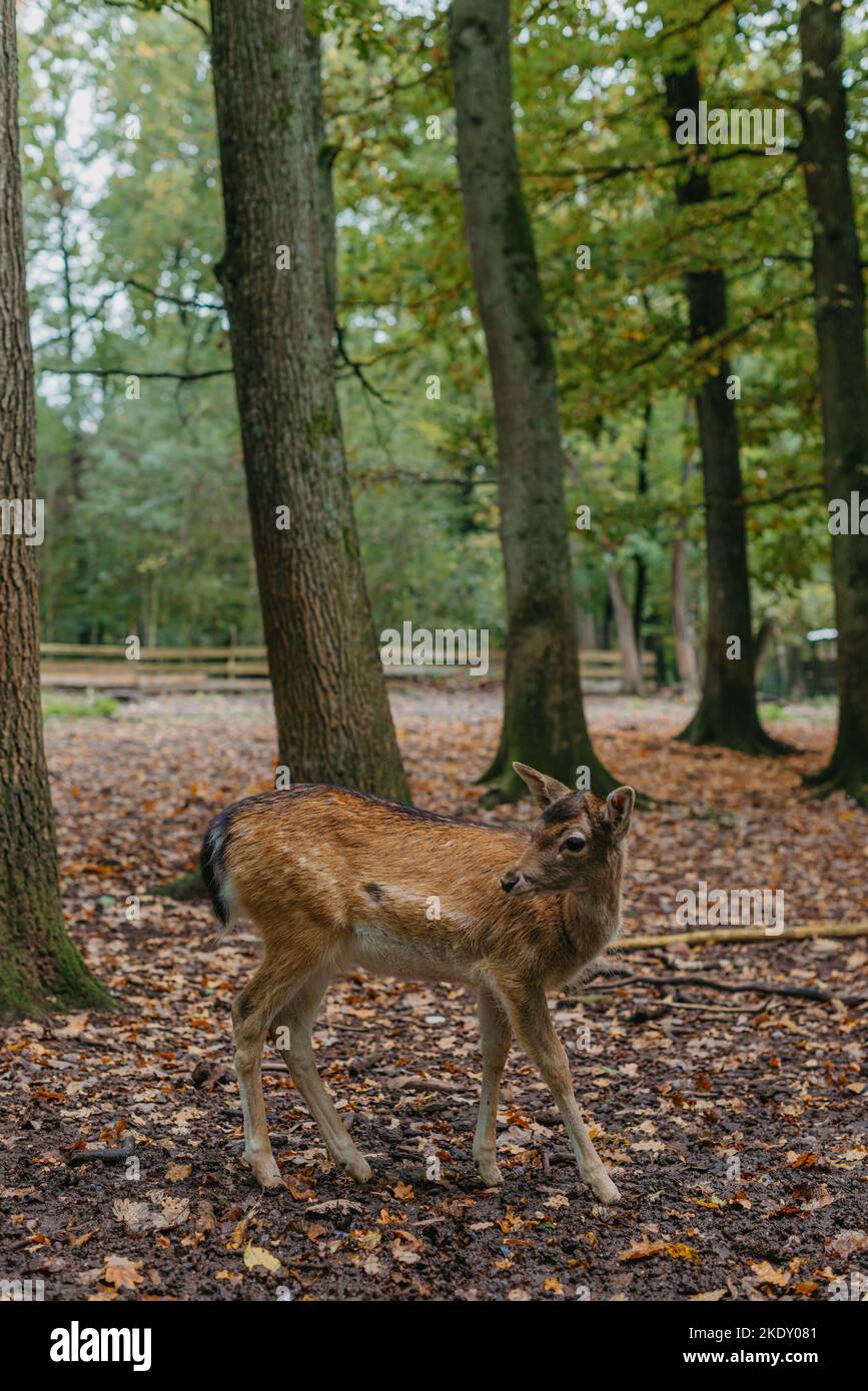 Female Red deer stag in Lush green fairytale growth concept foggy ...