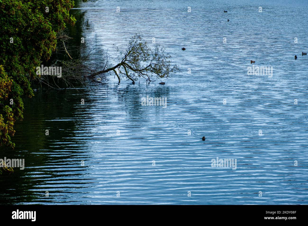fallen tree in water at river. nature scenery Stock Photo - Alamy