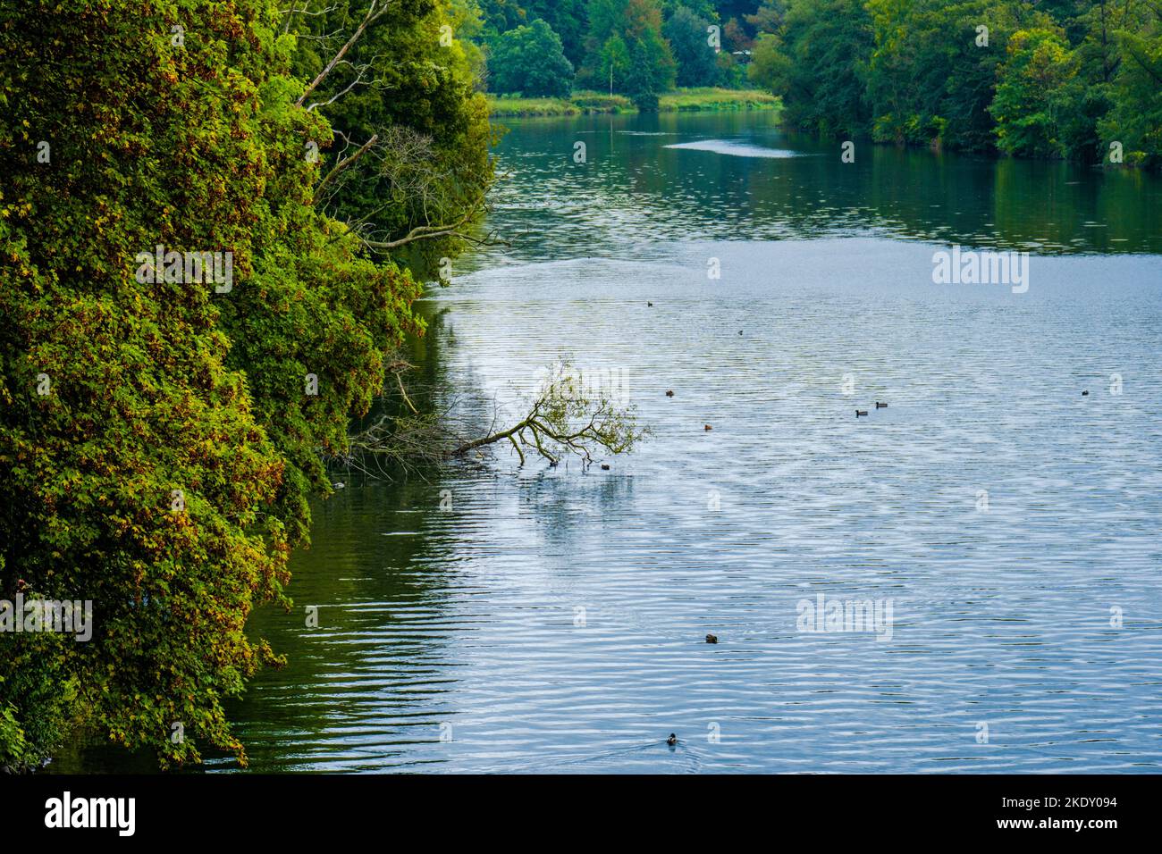 fallen tree in water at river. nature scenery Stock Photo - Alamy