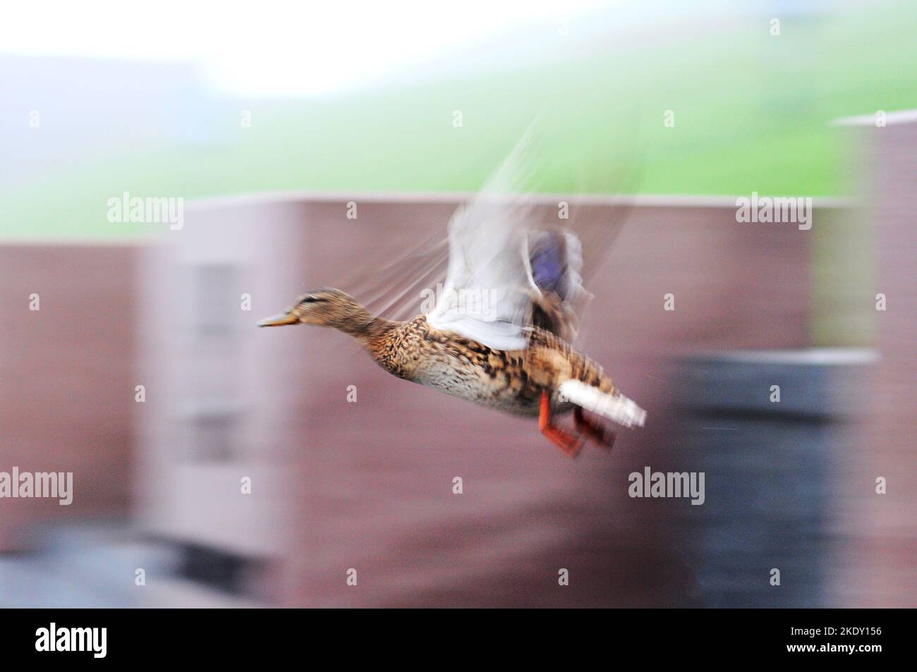 flying brown blurred duck in the city. Duck in a flight Stock Photo - Alamy