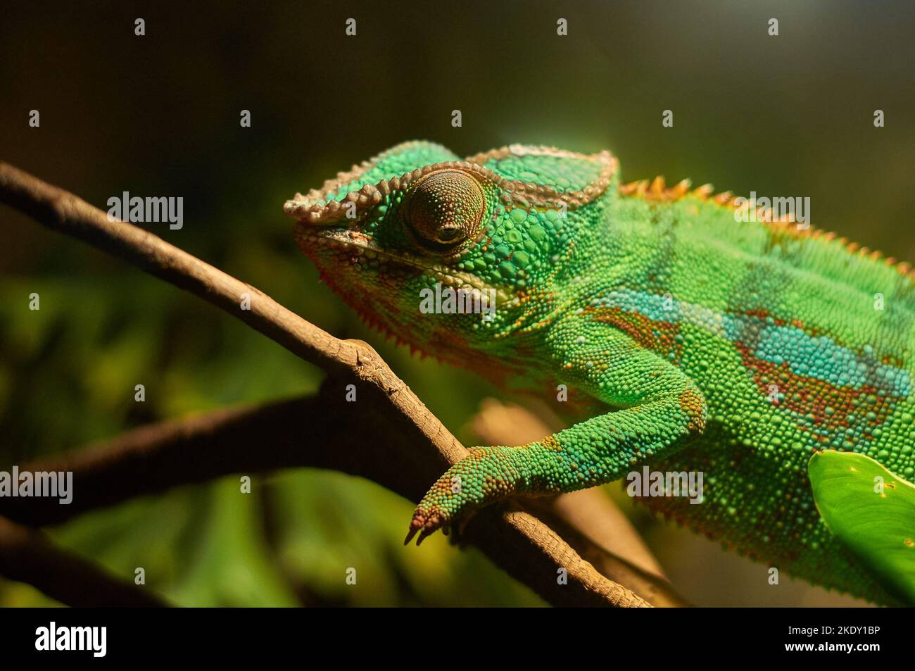 A green chameleon sits on a branch among leaves. A lizard in a ...