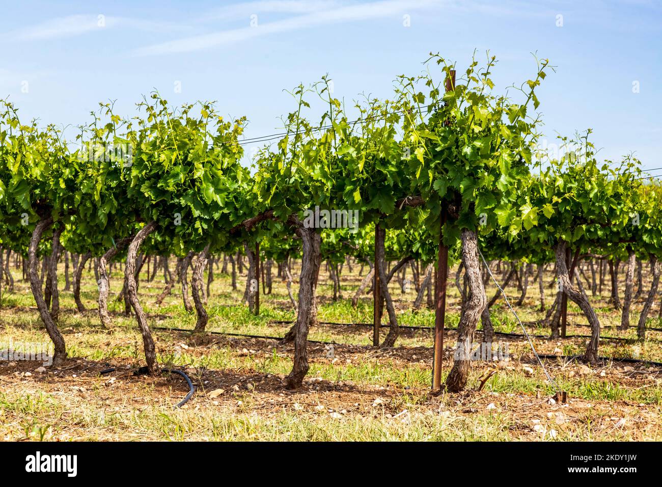 Rows of vines with young green leaves. Spring vineyard Israel Stock ...