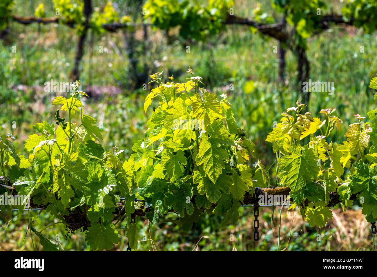 Rows of vines with young green leaves. Spring vineyard Israel Stock ...