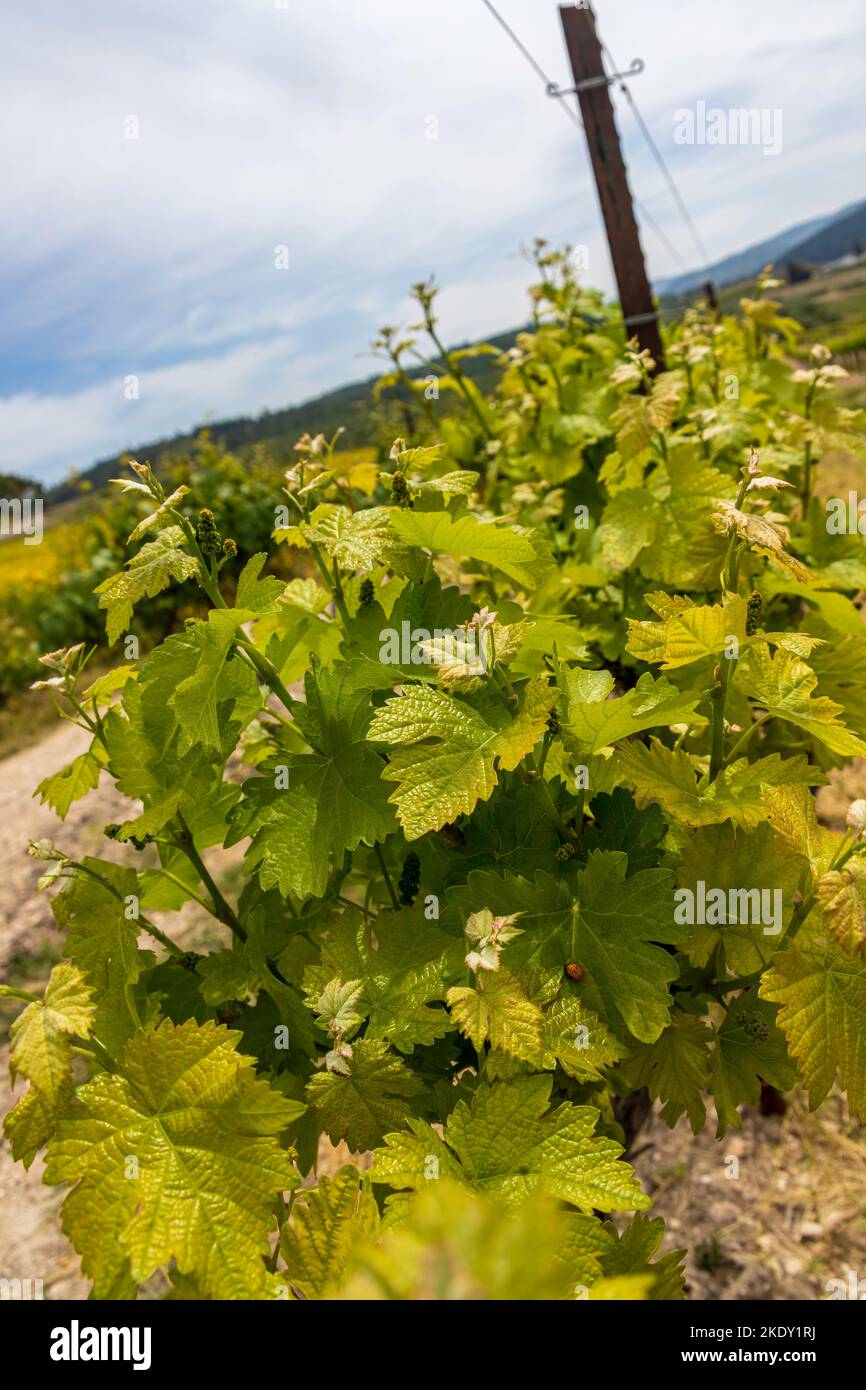 Vineyard israel hi-res stock photography and images - Alamy