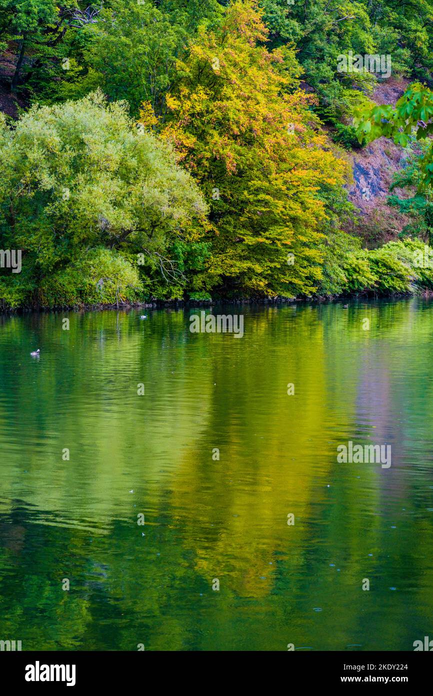autumn in park, colorful tree leaves. fall scenery Stock Photo - Alamy