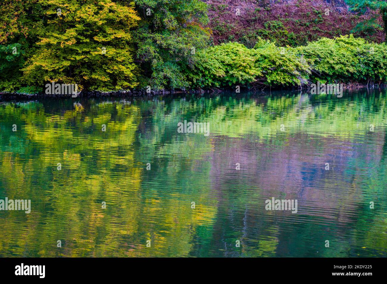 autumn in park, colorful tree leaves. fall scenery Stock Photo - Alamy