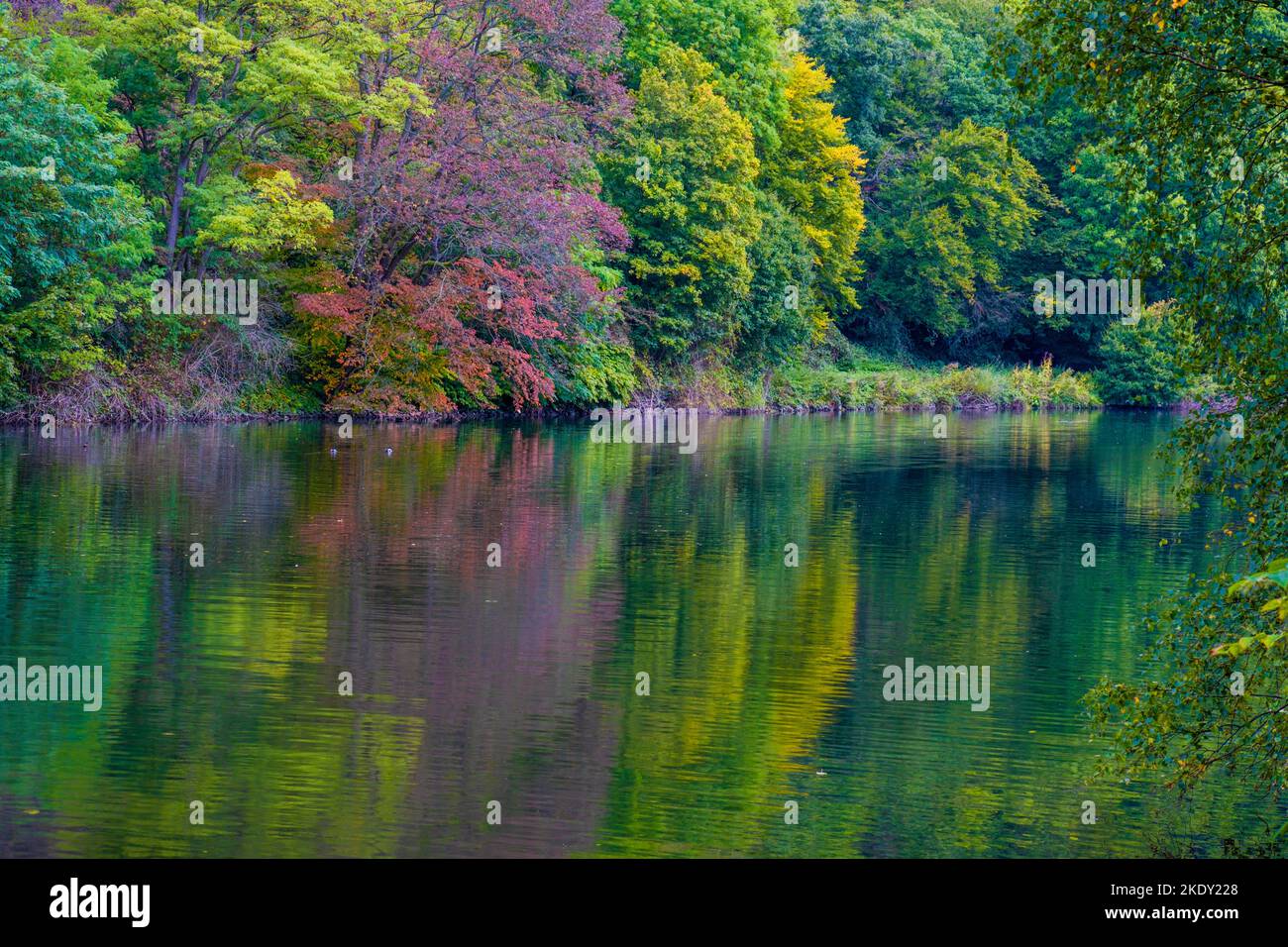 autumn in park, colorful tree leaves. fall scenery Stock Photo - Alamy