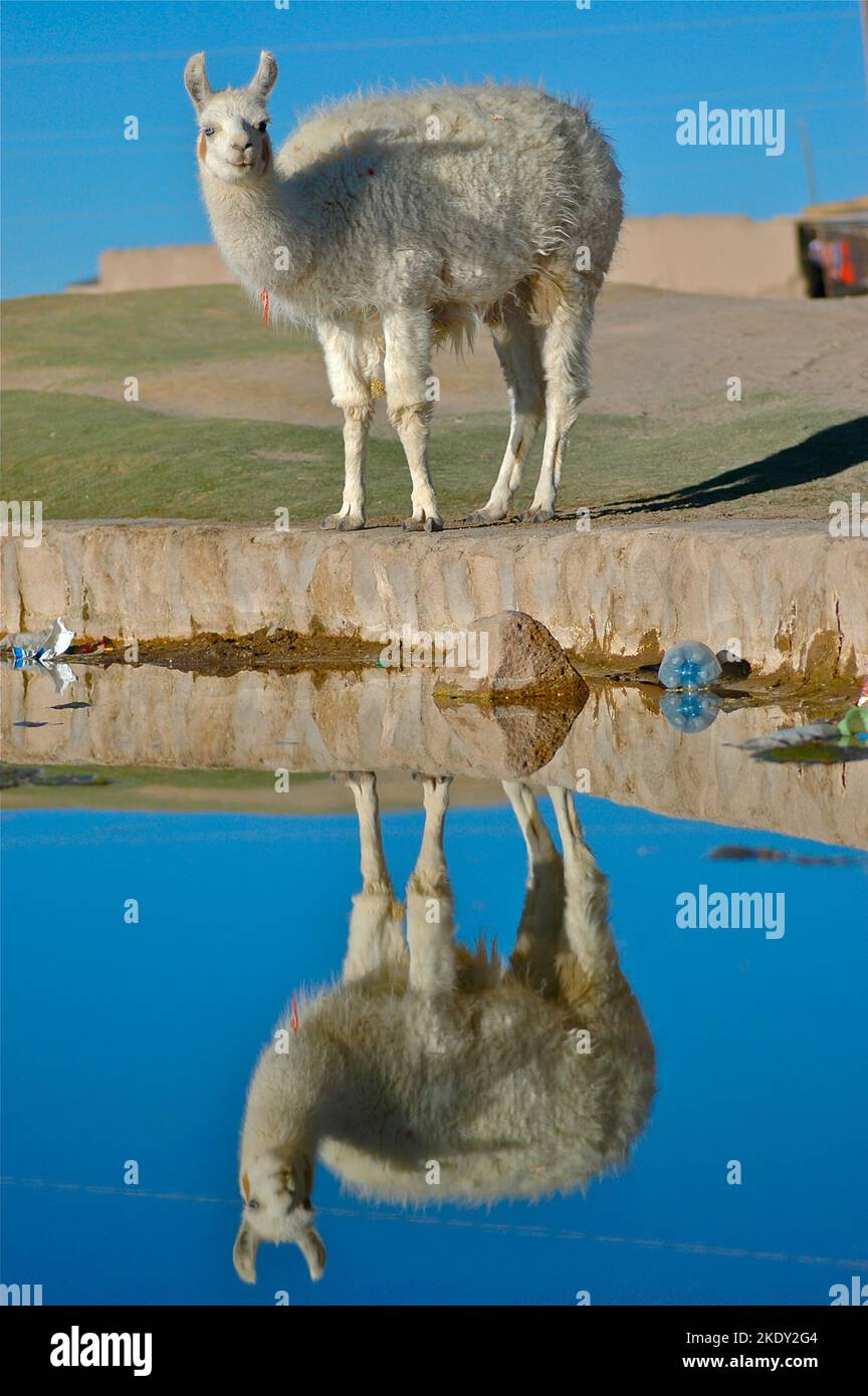 Alpaca Drinking Water mirroring Bolivia Atacama Blue sky Stock Photo ...