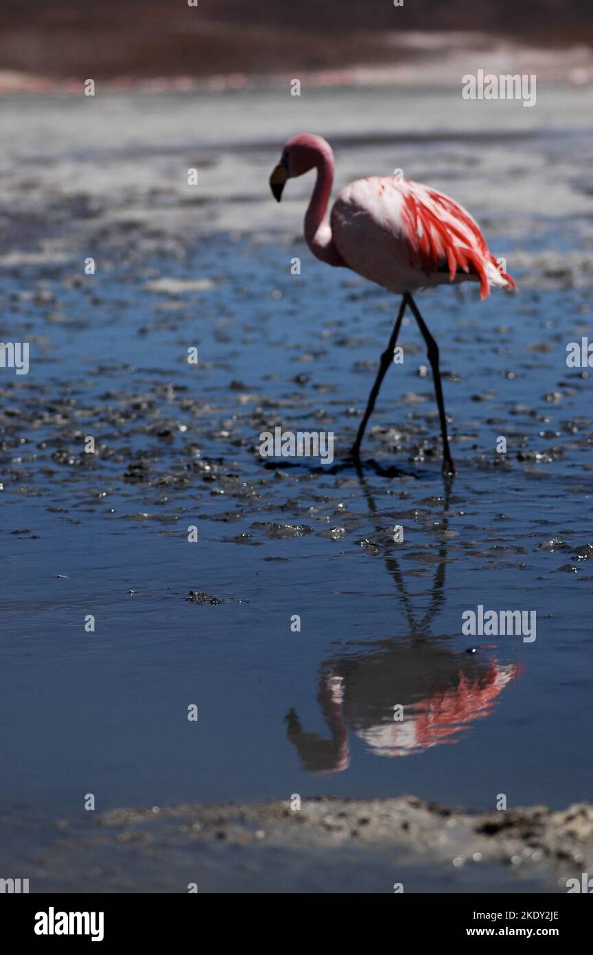 Birds of the atacama desert in chile hi-res stock photography and ...