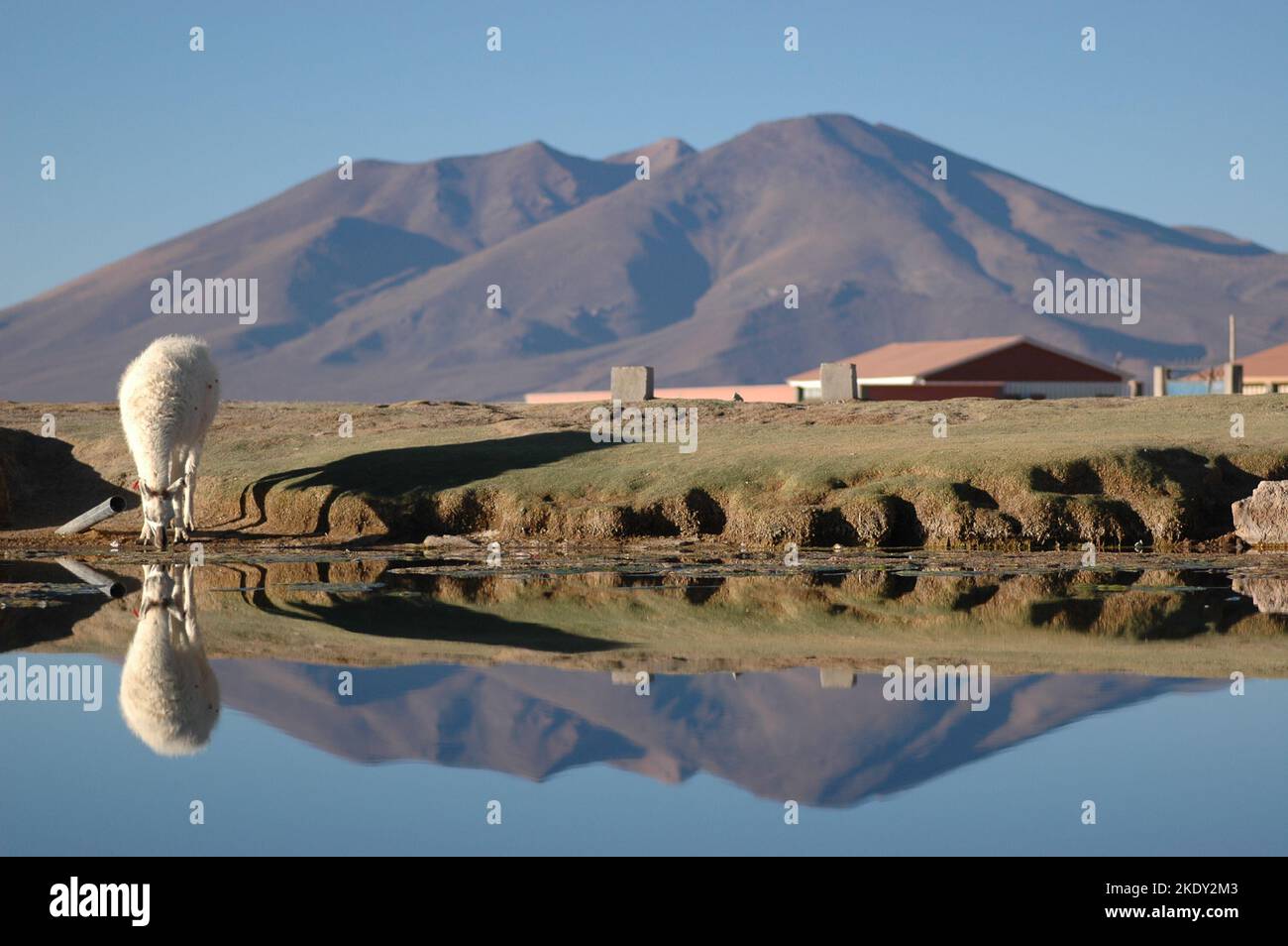 Alpaca Drinking Water mirroring Bolivia Atacama Blue sky Stock Photo ...