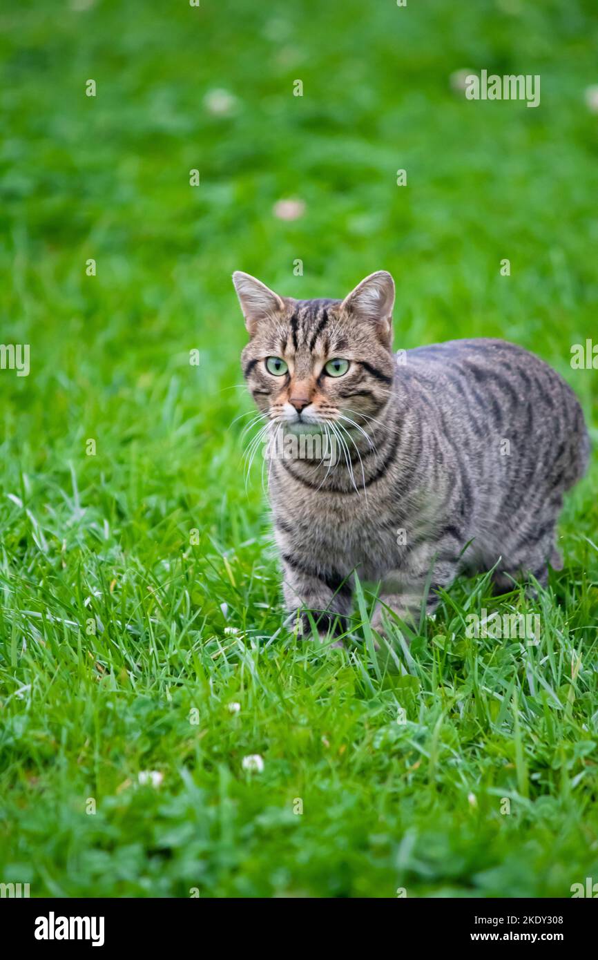 Cat Preying Green Grass