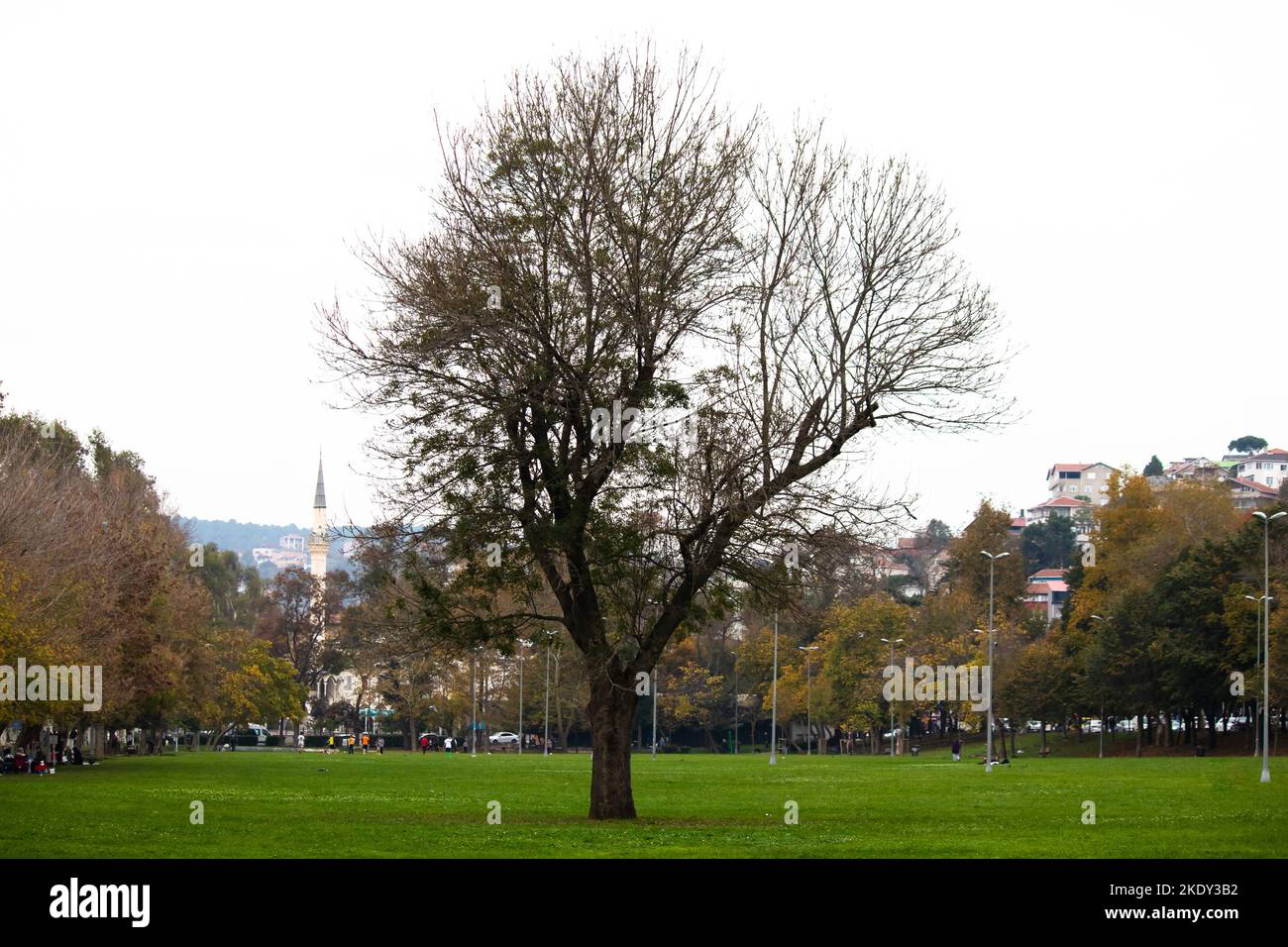 Single tree standing alone with white sky and grass. Lonely tree in the ...