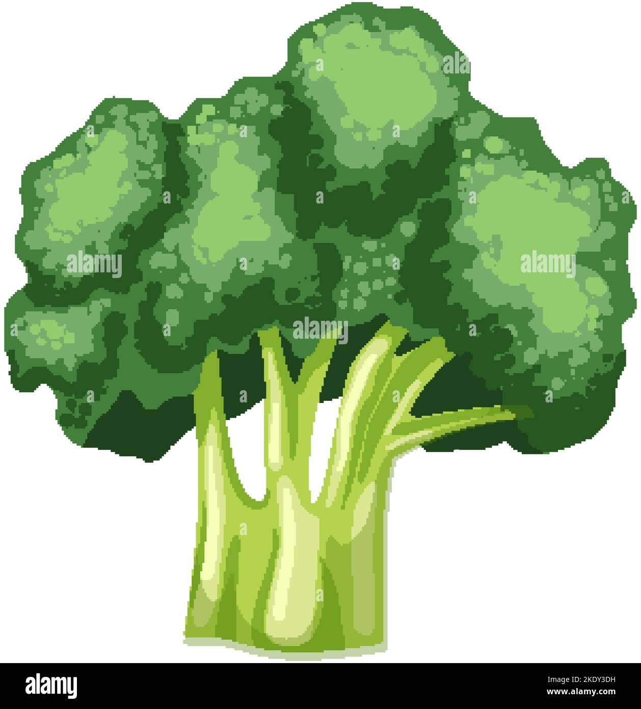 broccoli fresh cartoon vector illustration Stock Vector Image & Art - Alamy