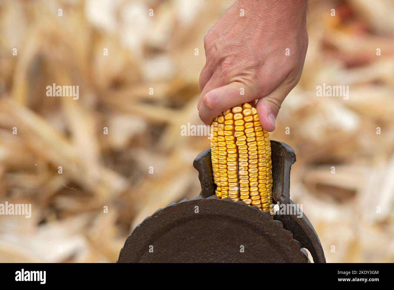Maize shelling machine hi-res stock photography and images - Alamy