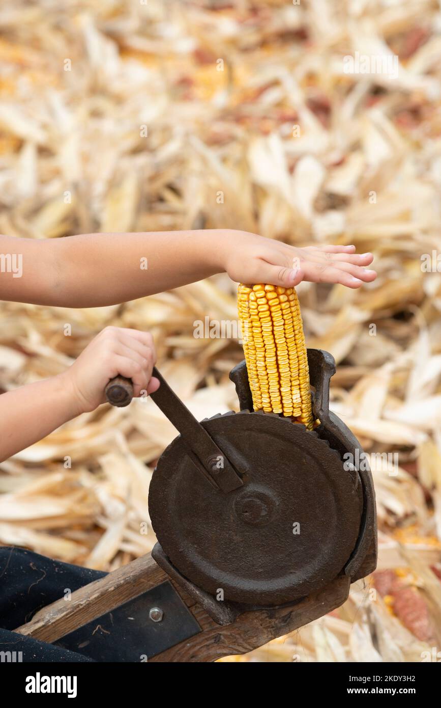 Italy, Lombardy, Historical Reenactment Farmer, Child Using Ancient ...