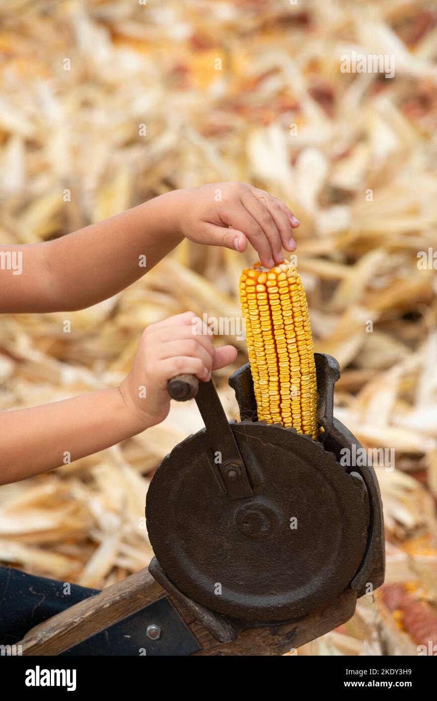 Italy, Lombardy, Historical Reenactment Farmer, Child Using Ancient ...