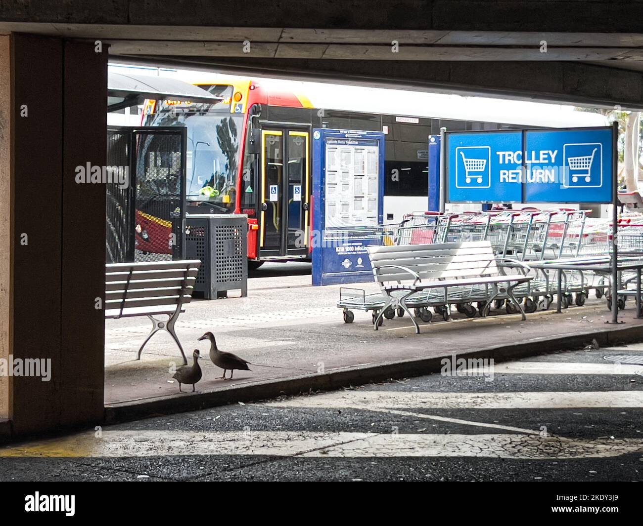 Duck living in a city Stock Photo - Alamy