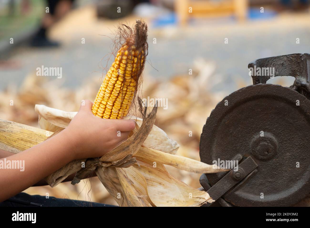 Italy, Lombardy, Historical Reenactment Farmer, Child Using Ancient ...