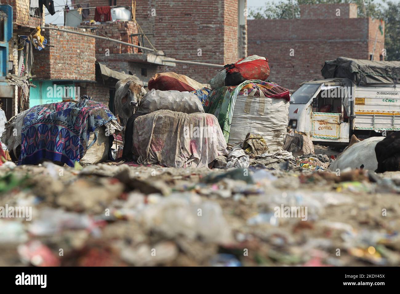 A cow eats garbage at a poor sanitation conditions site near Ghazipur ...