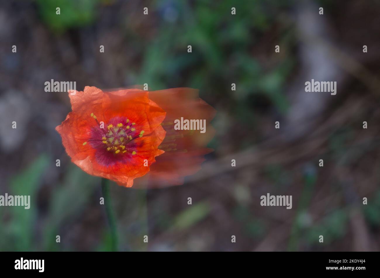 Flower of common poppy Papaver rhoeas moving by the wind. Picture blur ...