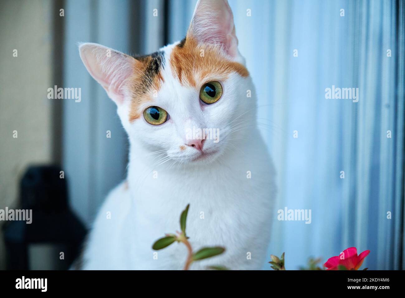 White tabby spots cat hi-res stock photography and images - Alamy