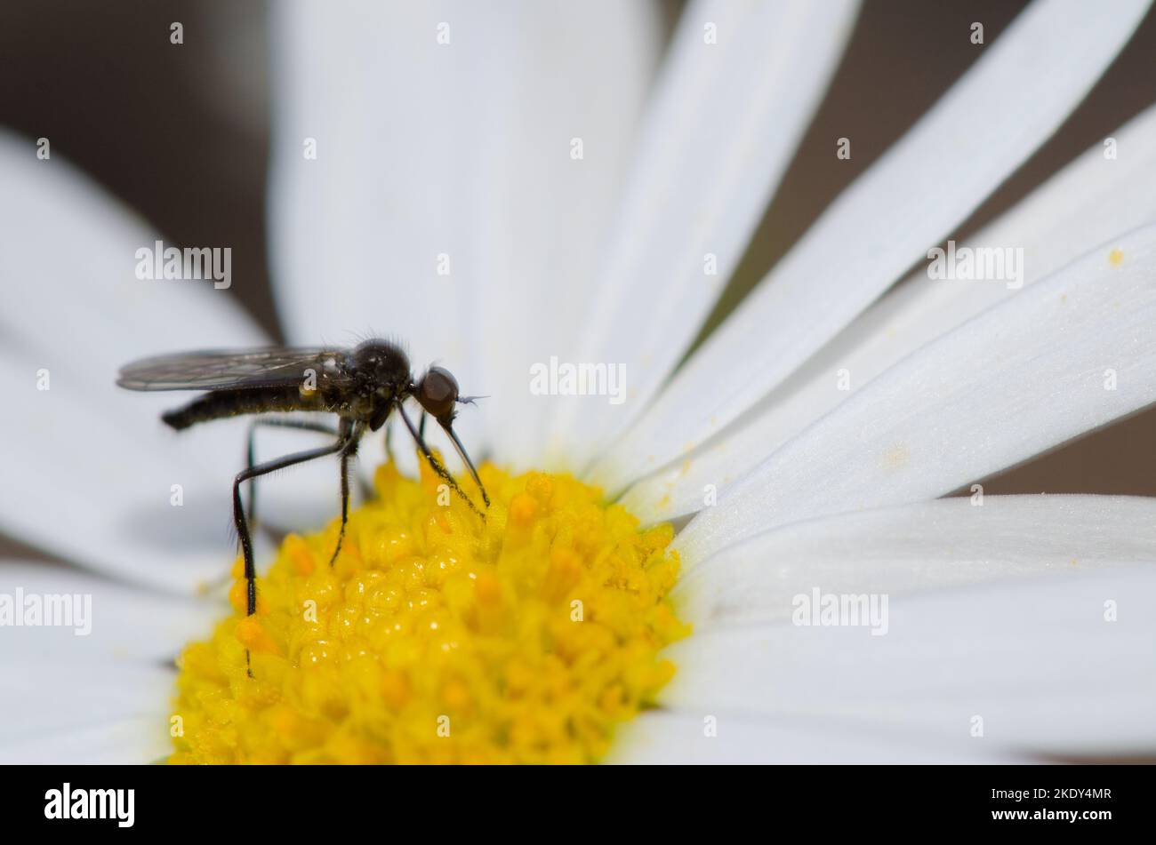 Wildflowers insect invertebrate pollination hi-res stock photography ...