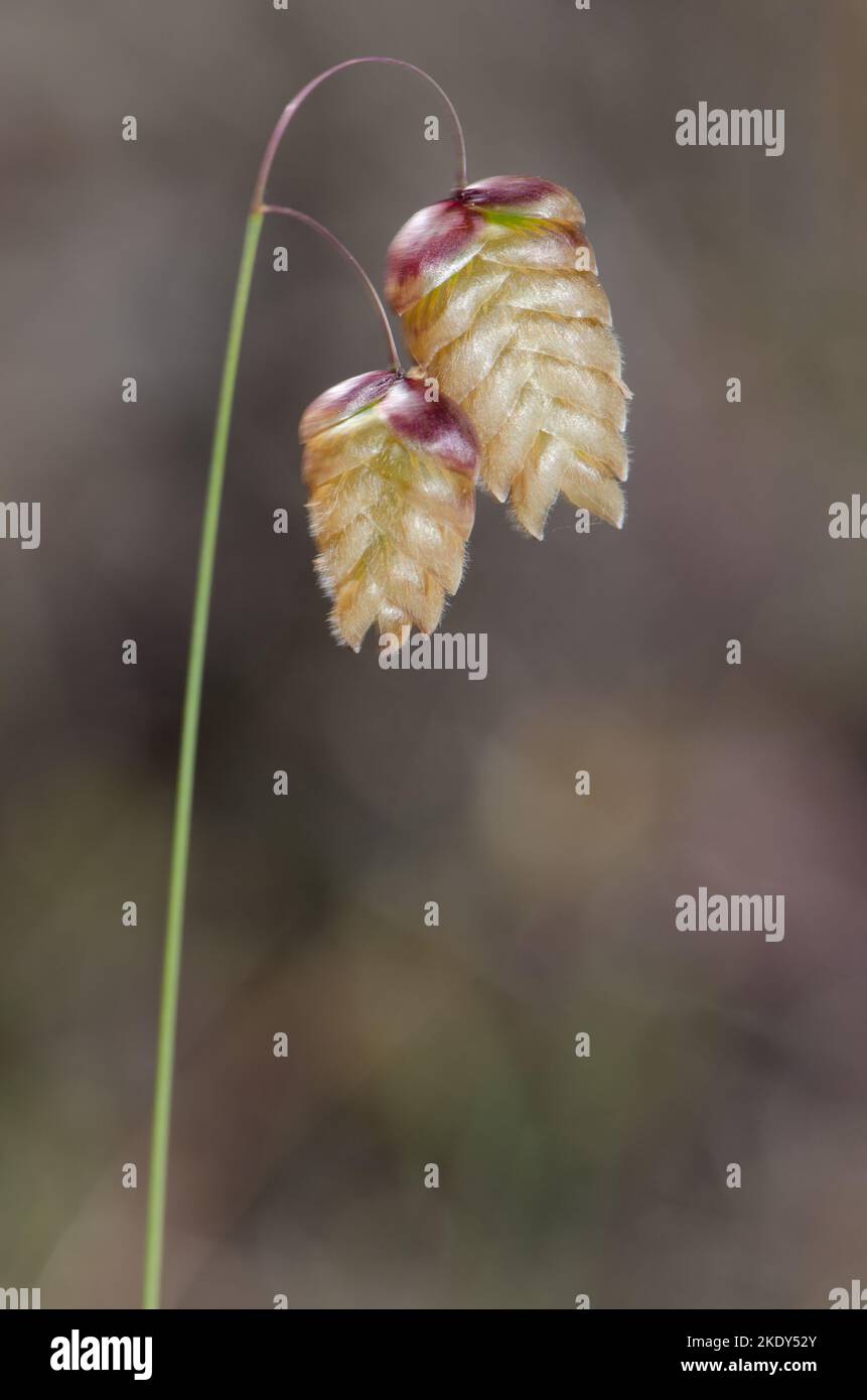 Inflorescences of big quaking grass Briza maxima. Integral Natural ...