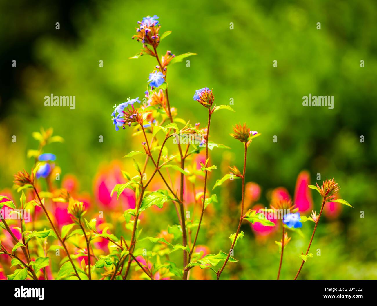 A closeup shot of blue forget-me-not flowers on a green background ...