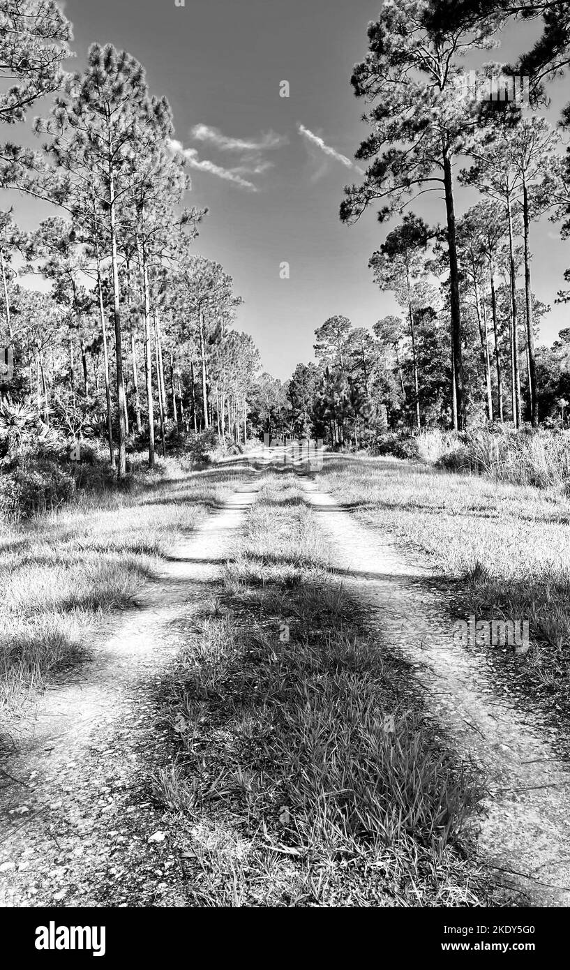 A vertical grayscale of a pathway in the forest Stock Photo - Alamy