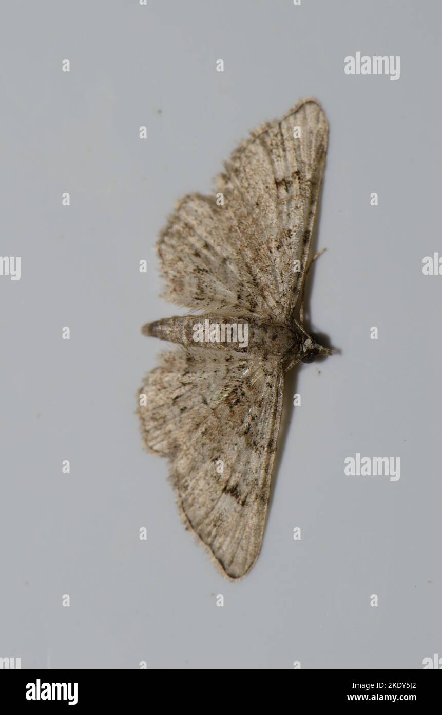 Moth on a white wall. Cruz de Pajonales. Integral Natural Reserve of ...