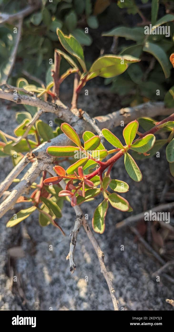 Lentisk tree hi-res stock photography and images - Alamy