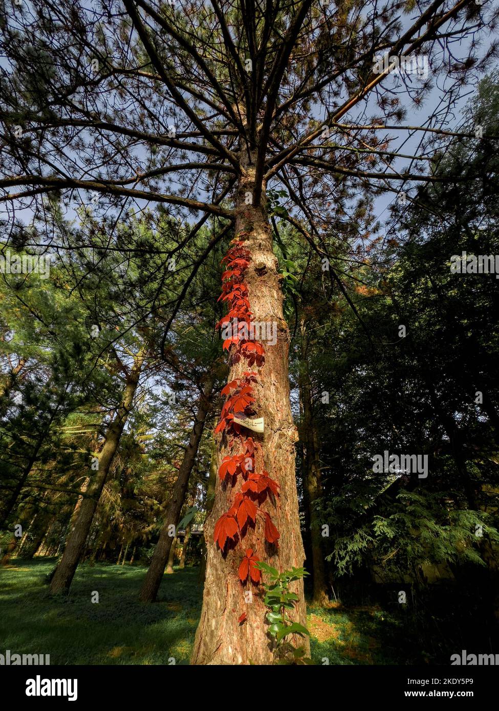 A low angle shot of trees in the park Stock Photo - Alamy