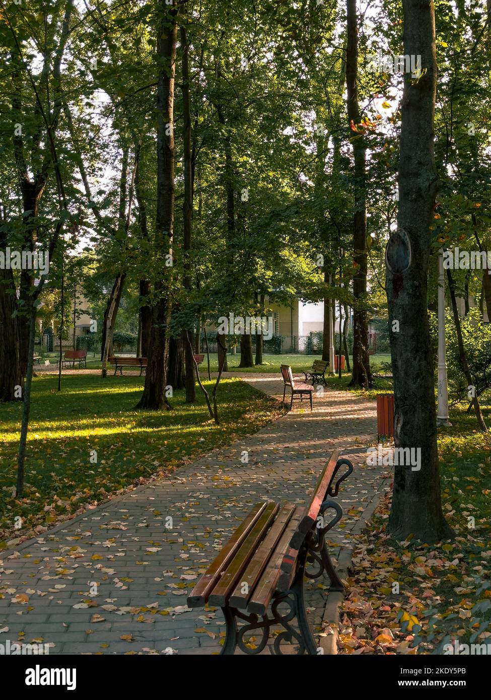 A vertical shot of a public park with a walkway, benches and trees ...