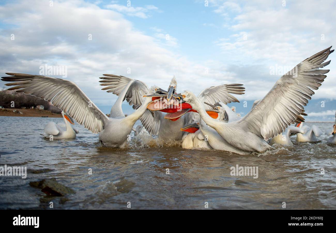 These pelicans bite each other as they attempt to grab a fish. Greece ...