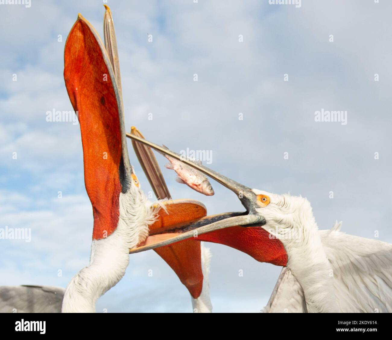 Snatched right from his nose. Greece. THESE COMICAL images show ...