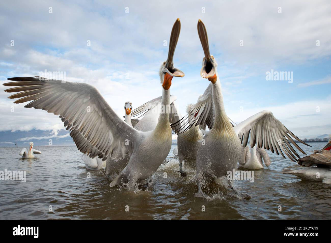Two birds shout at the photographer. Greece. THESE COMICAL images show ...