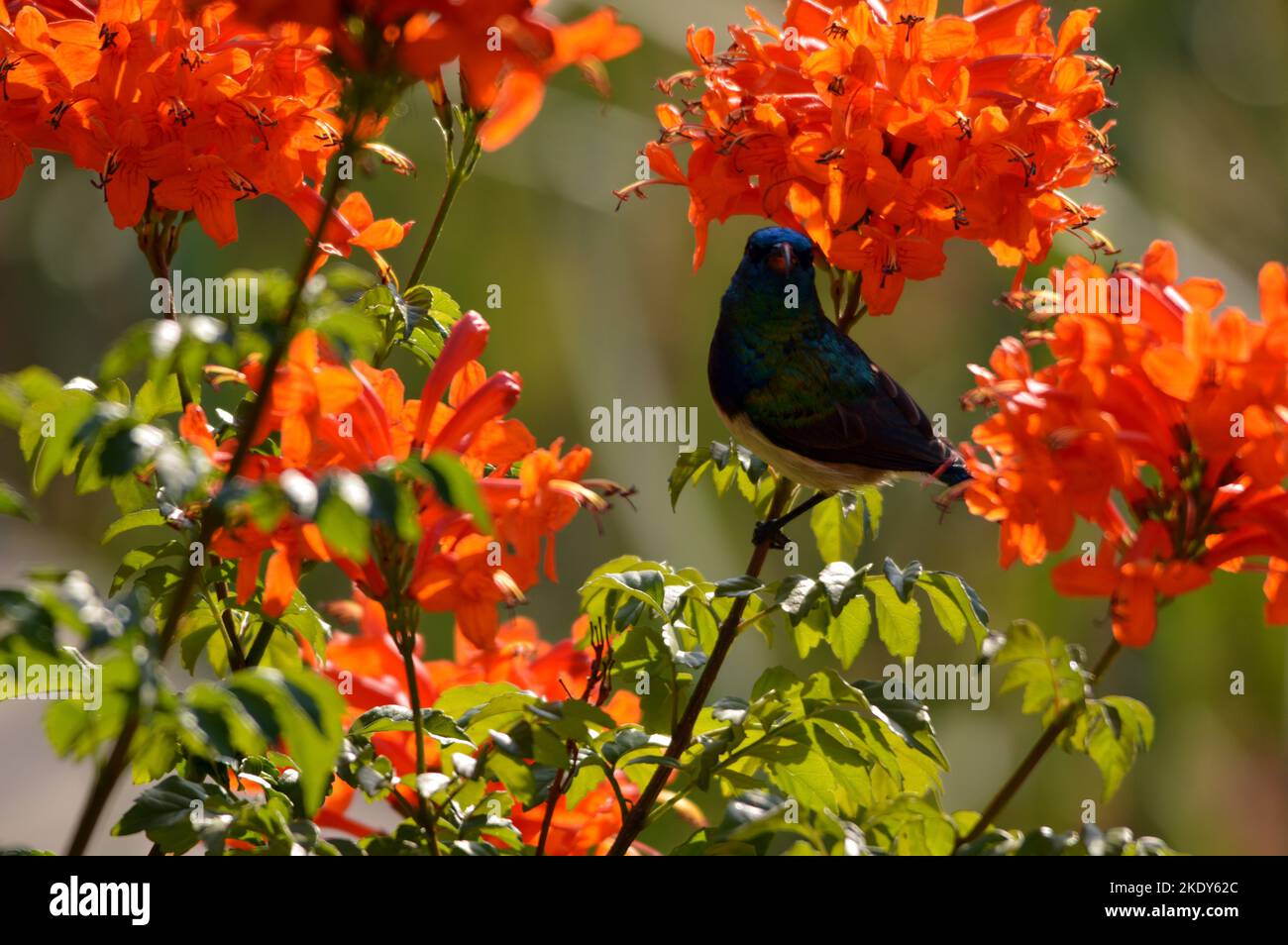 Selective focus shot variable hi-res stock photography and images - Alamy