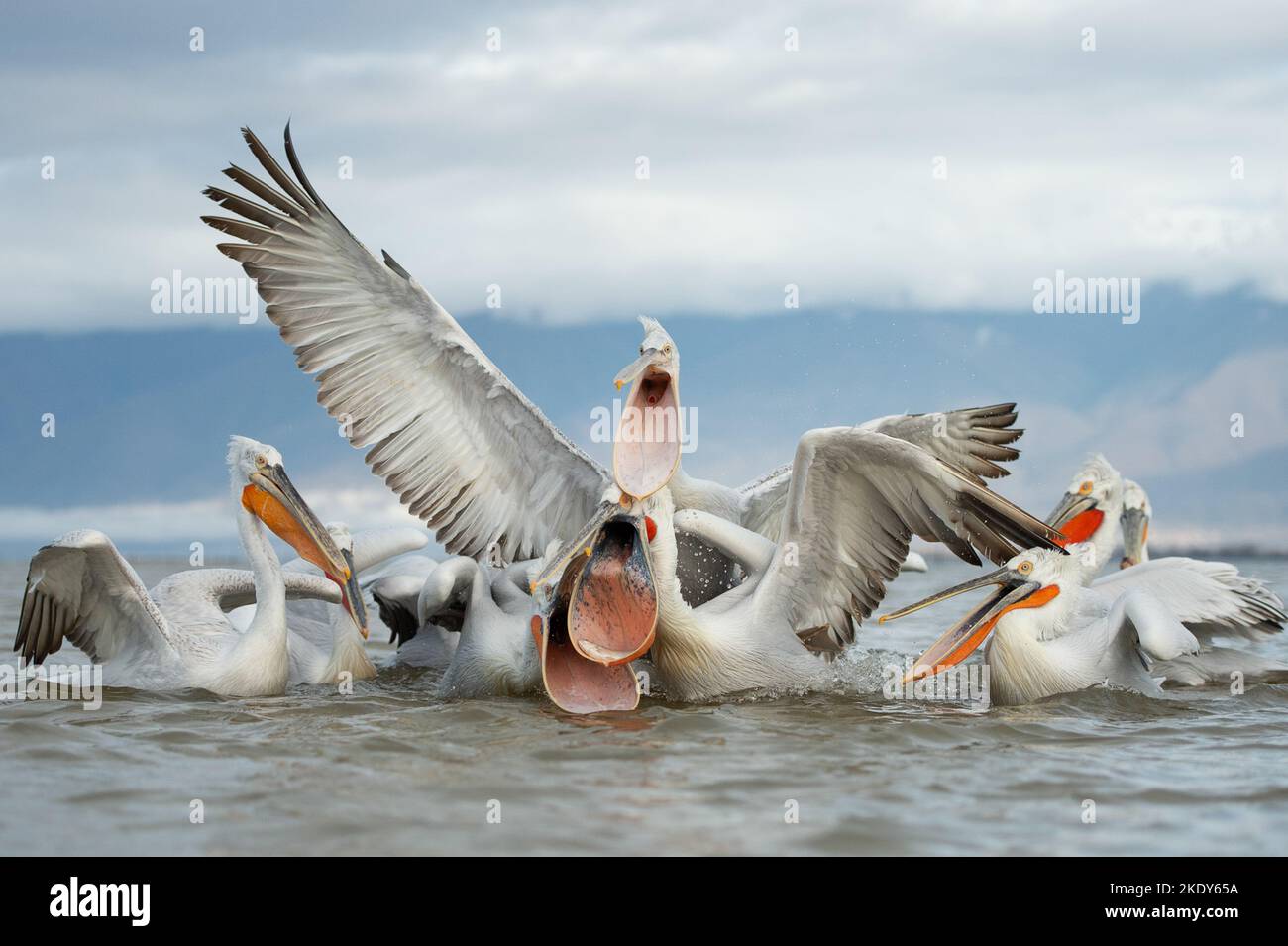 Their beaks form big scoops. Greece. THESE COMICAL images show pelicans ...