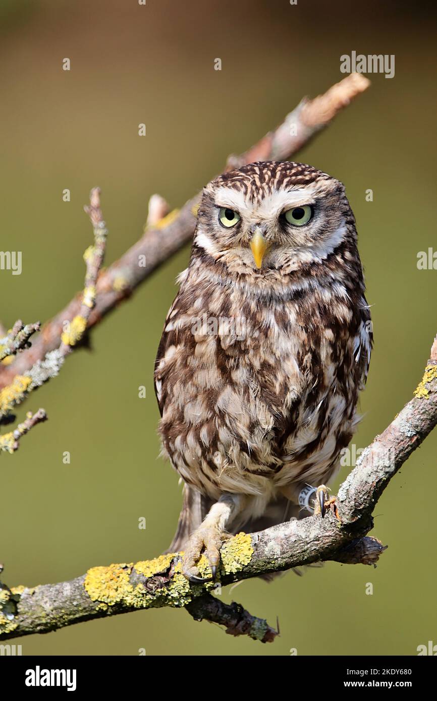A vertical shot of a cute little owl bird perched on a tree branch ...