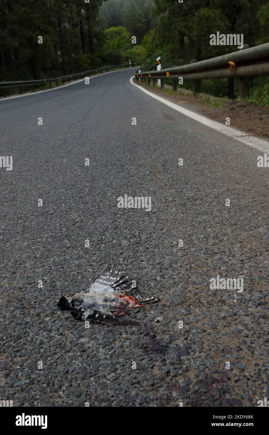 Female great spotted woodpecker Dendrocopos major thanneri run over ...