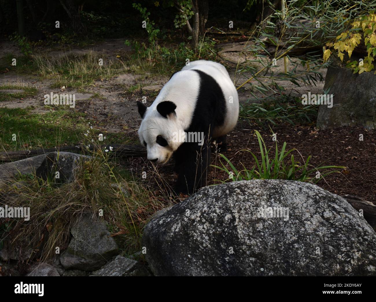 Panda in nature hi-res stock photography and images - Alamy