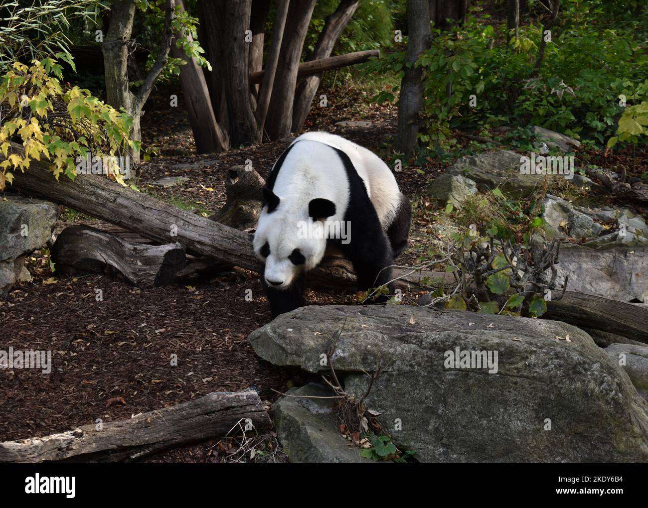 A giant panda in nature Stock Photo - Alamy