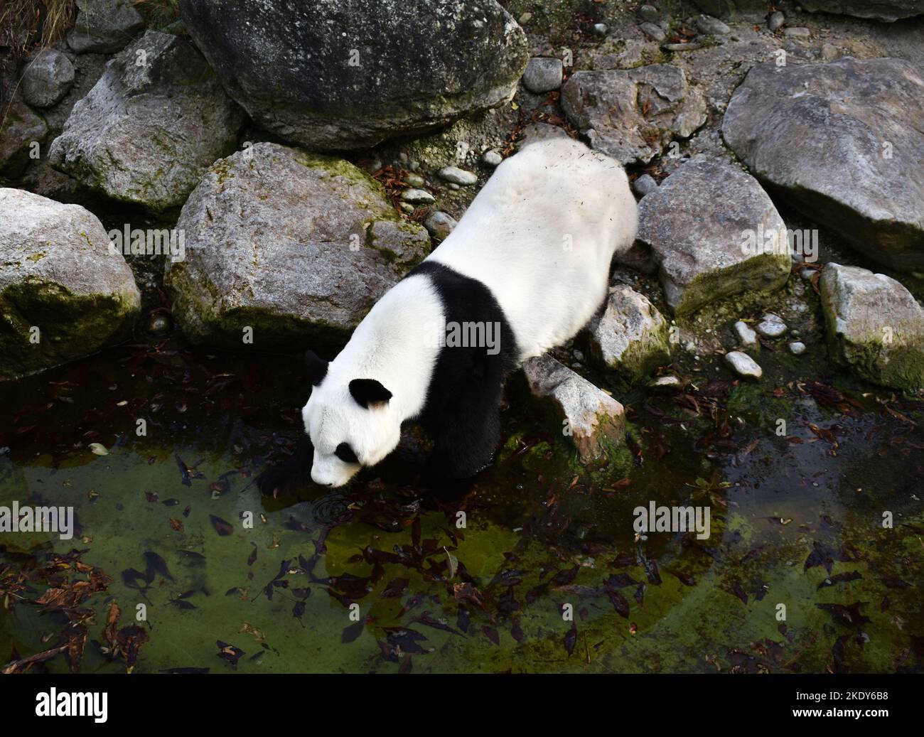 Panda drinking water hi-res stock photography and images - Alamy