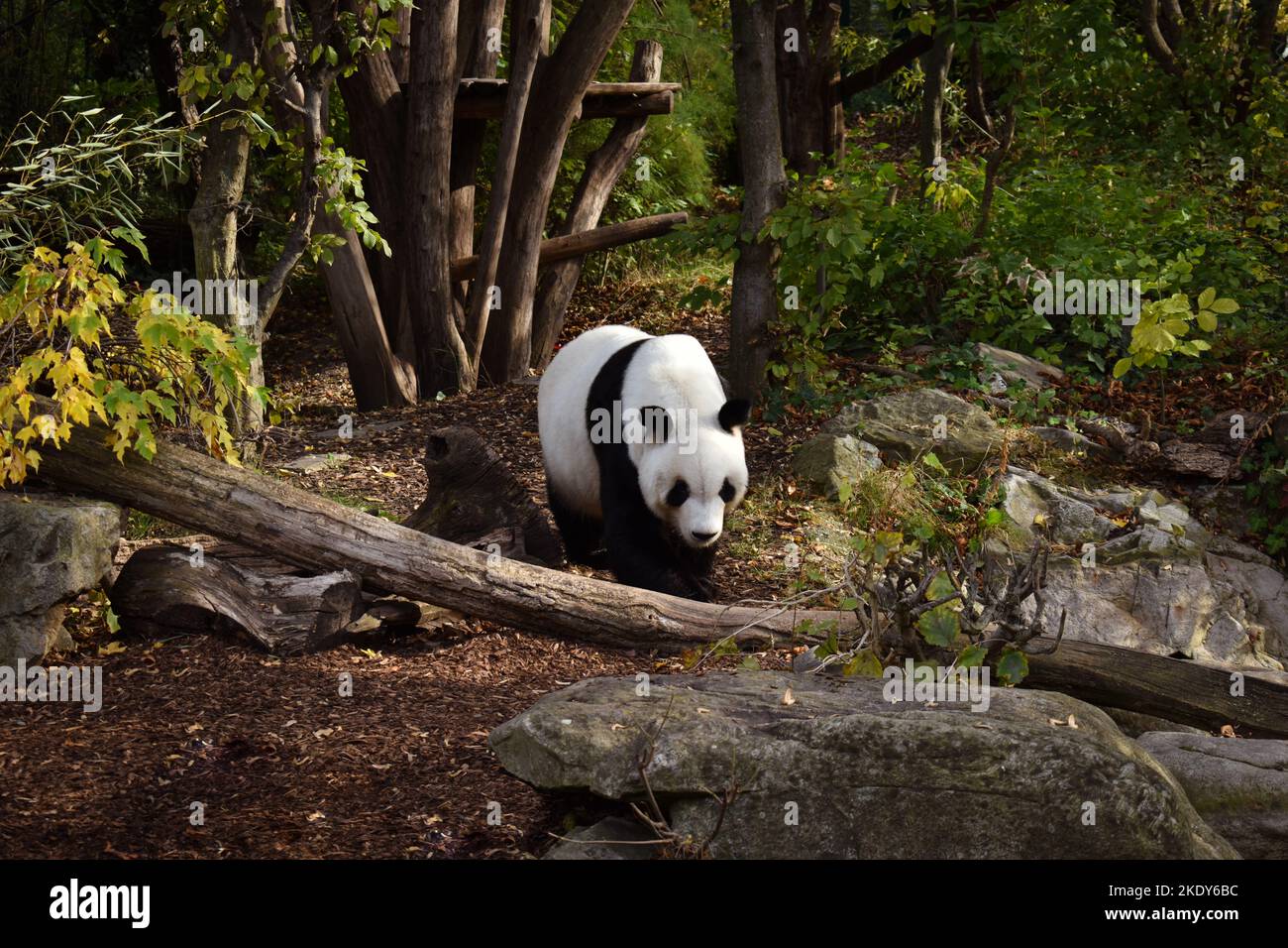 Panda in nature hi-res stock photography and images - Alamy
