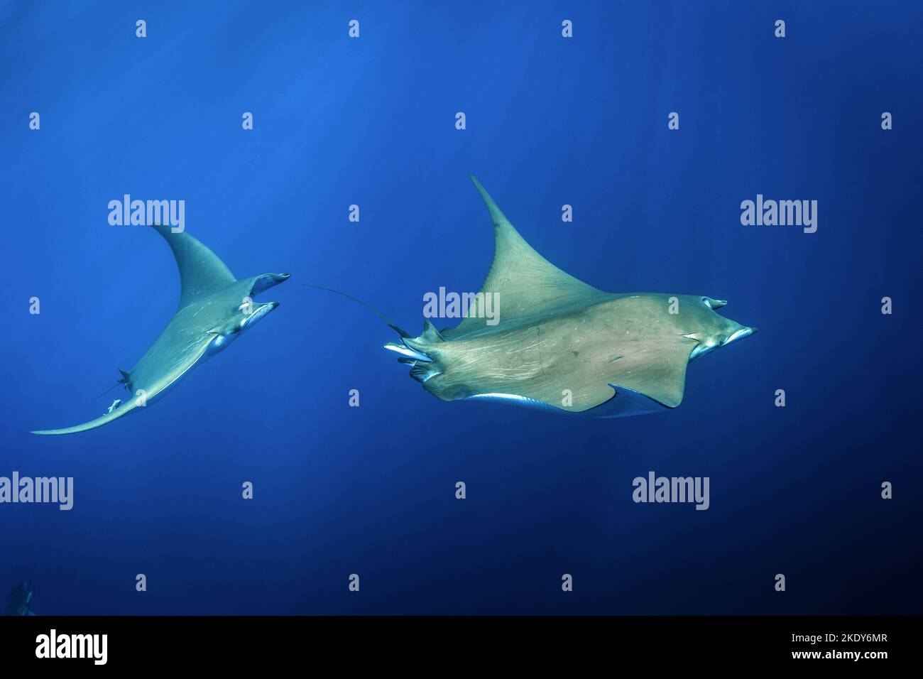 A closeup shot of the gray devil manta ray fish swimming underwater ...