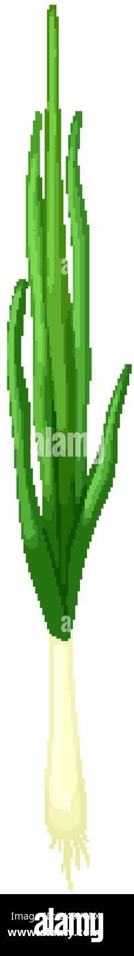 Bunch fresh chives Stock Vector Images - Alamy