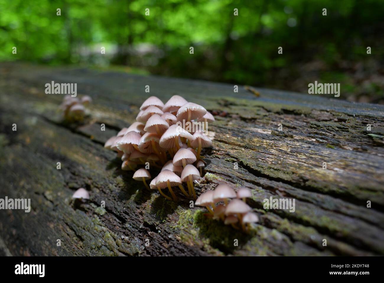 A closeup shot of small fungi growing on a tree trunk Stock Photo - Alamy